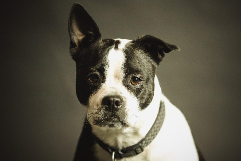 Tips for Dog Obedience Training